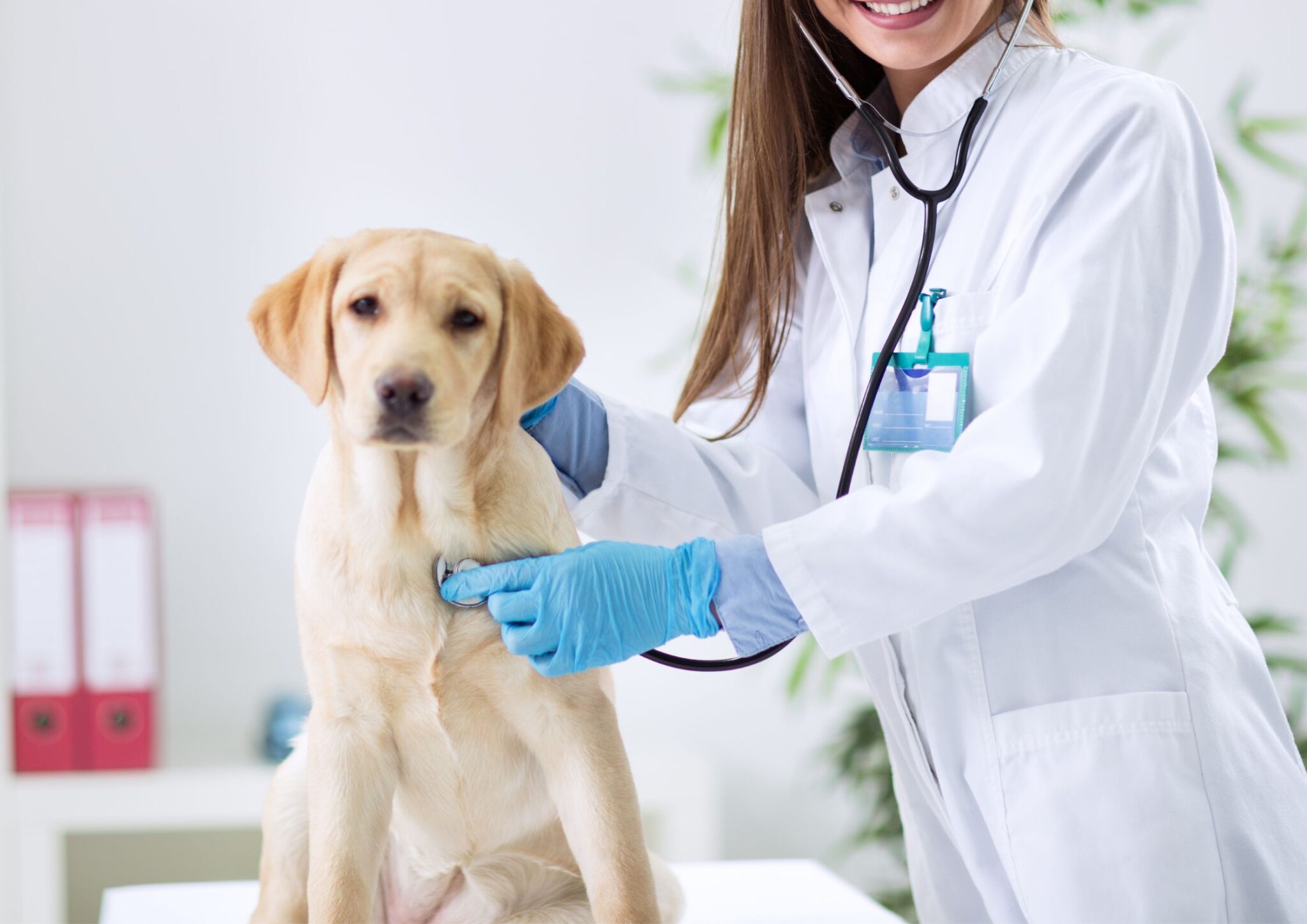 All Animal Veterinary Services in Modena, NY