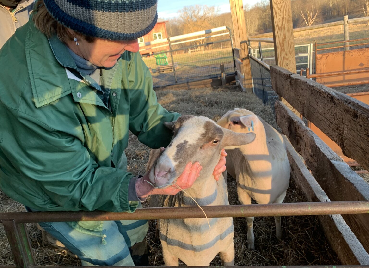Veterinary Services at All Animal Veterinary Services