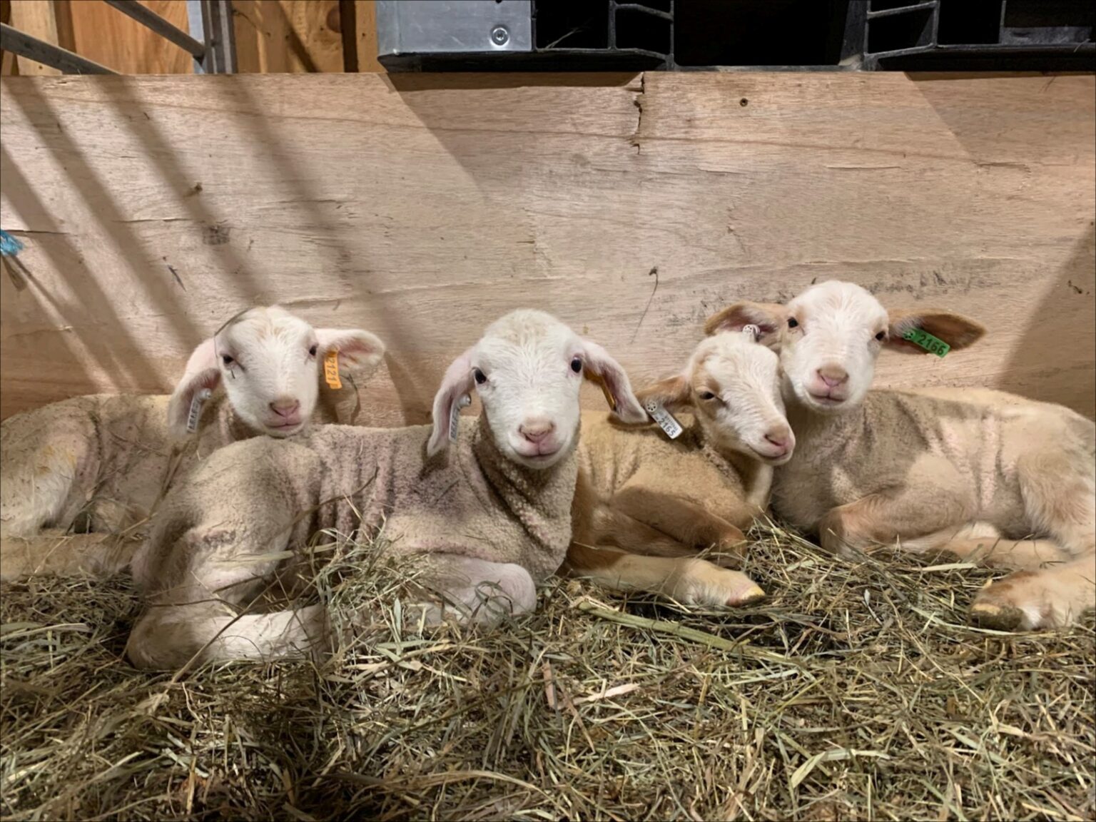 All Animal Veterinary Services in Modena, NY